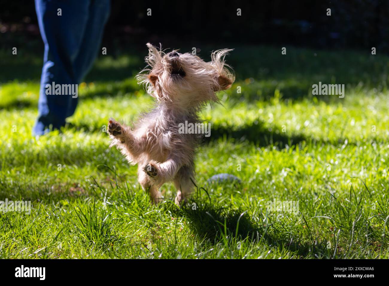 Yorkie jumping in a yard with hair and ears flying Stock Photo - Alamy