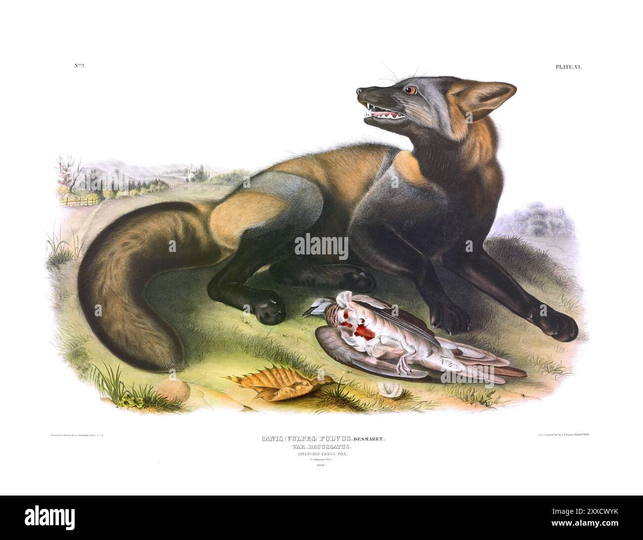 American Cross Fox. J, W, Audubon, Viviparous Quadrupeds of North ...