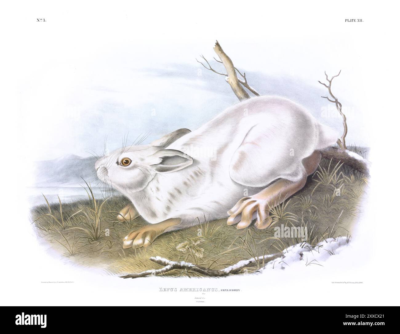Northern Hare in Winter. J, W, Audubon, Viviparous Quadrupeds of North ...