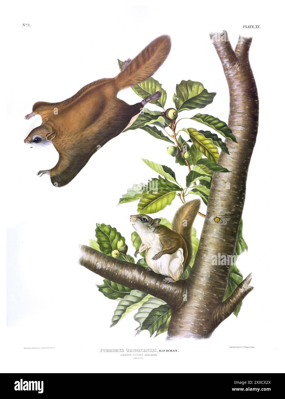 The viviparous quadrupeds hi-res stock photography and images - Alamy