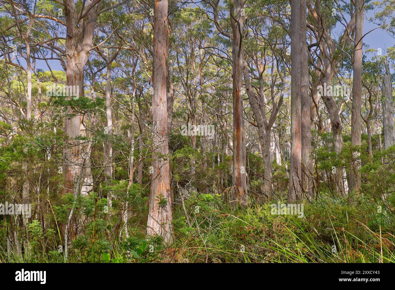 Wet sclerophyll eucalyptus obliqua forest in dappled sunlight and rain ...