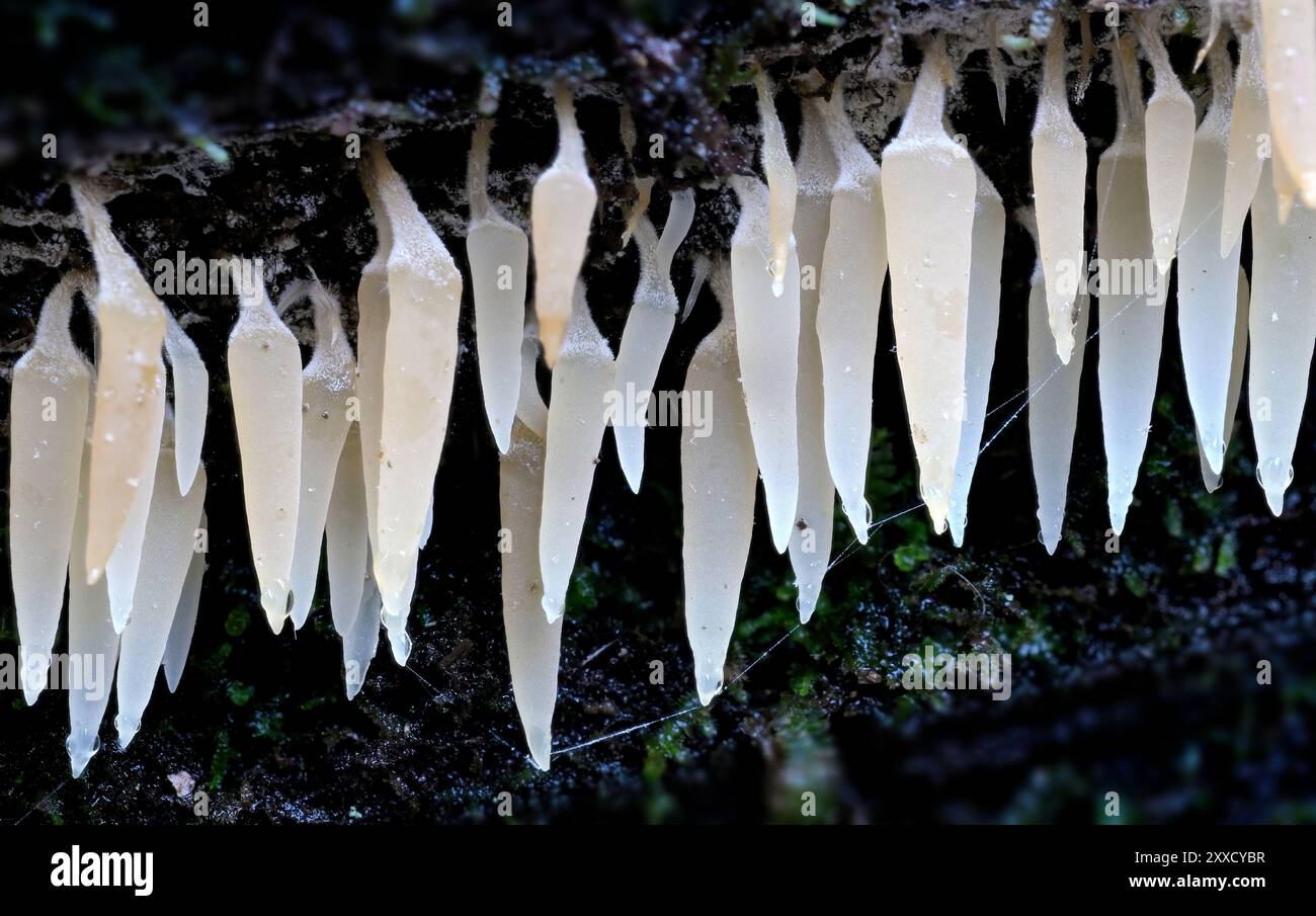 Mucronella pendula white icicle fungus colony hanging under wood in wet ...