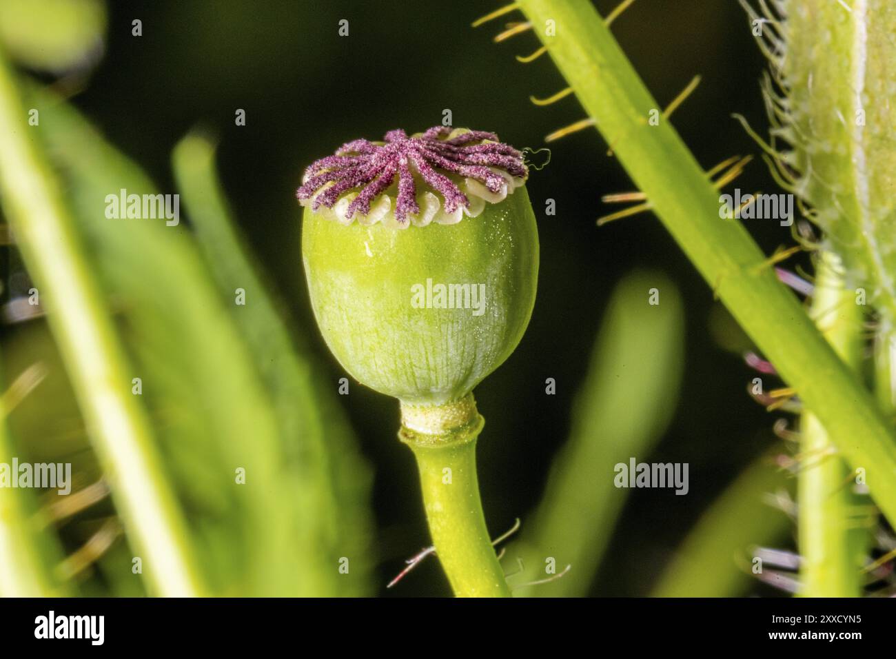 Green poppy seed capsule full of seeds Stock Photo - Alamy