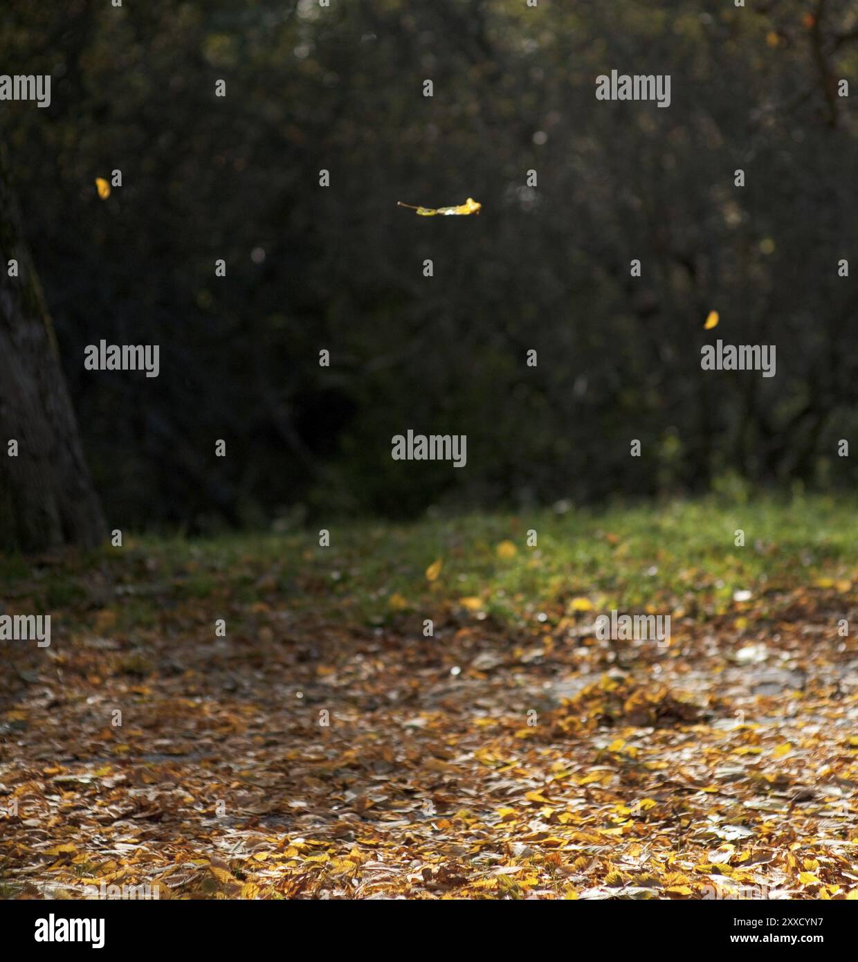 Leaves falling from the tree hi-res stock photography and images - Alamy