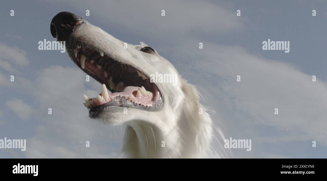 Wide angle portrait of a borzoi dog Stock Photo - Alamy