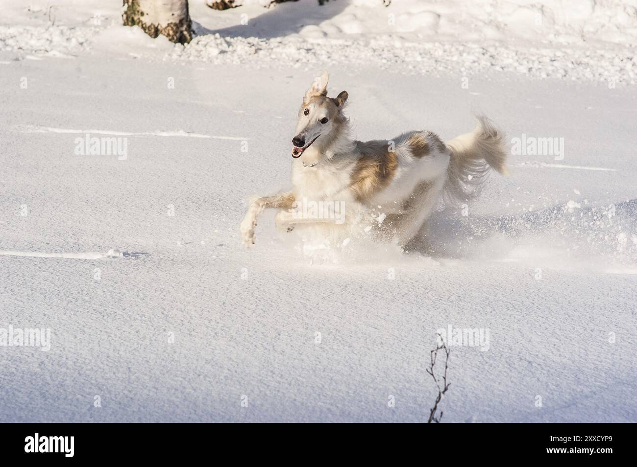 Borzoi dog running through deep snow Stock Photo - Alamy