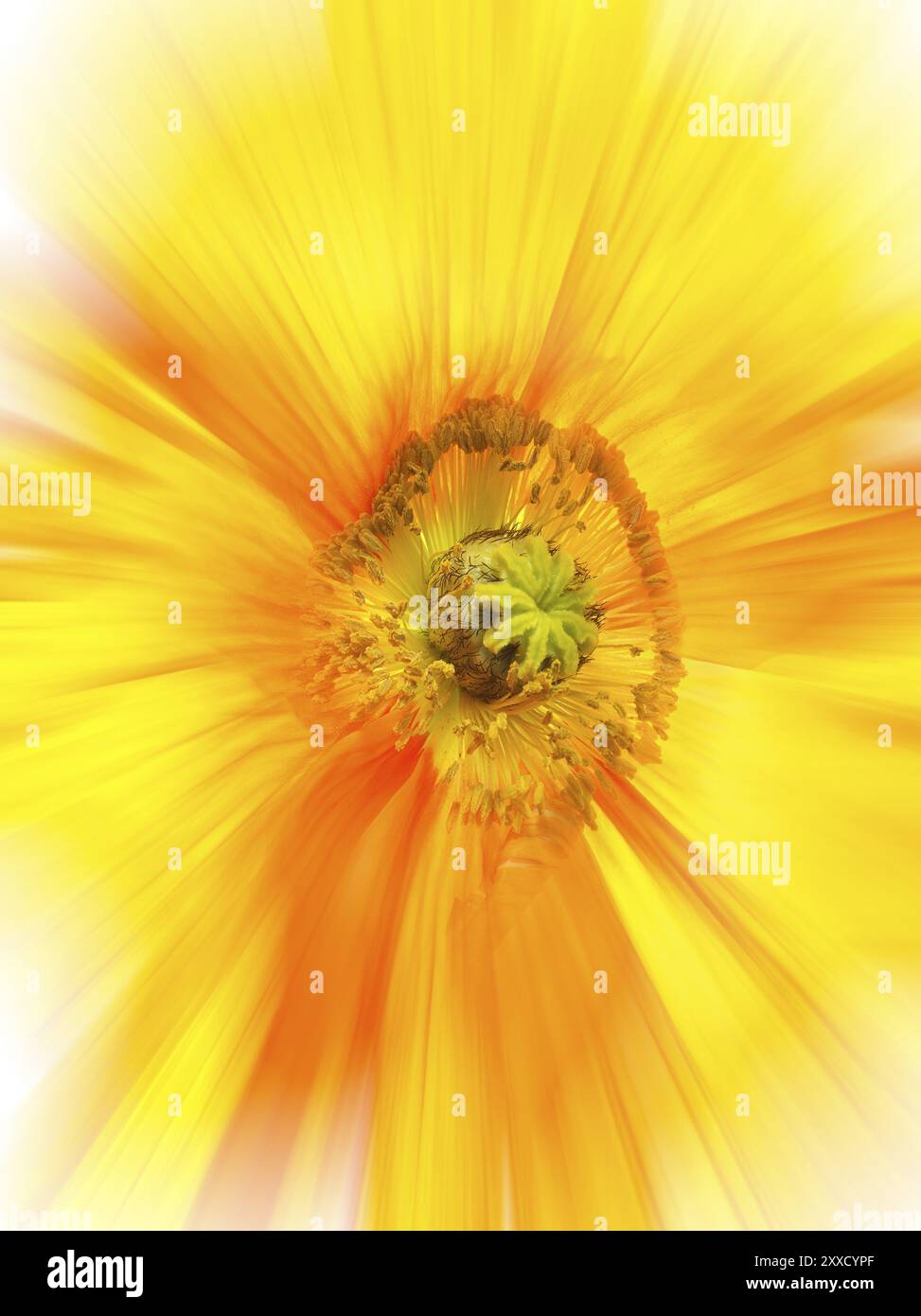 Flower impression, poppy (Papaver), zoom effect Stock Photo - Alamy