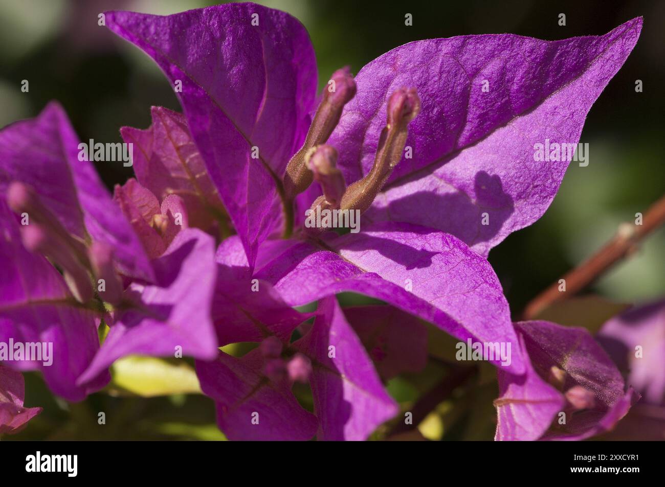 Triplet flower hi-res stock photography and images - Alamy