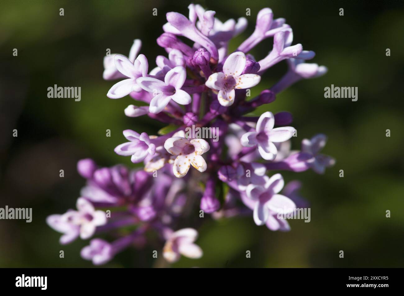 Flower impression, common lilac (Syringa vulgaris Stock Photo - Alamy