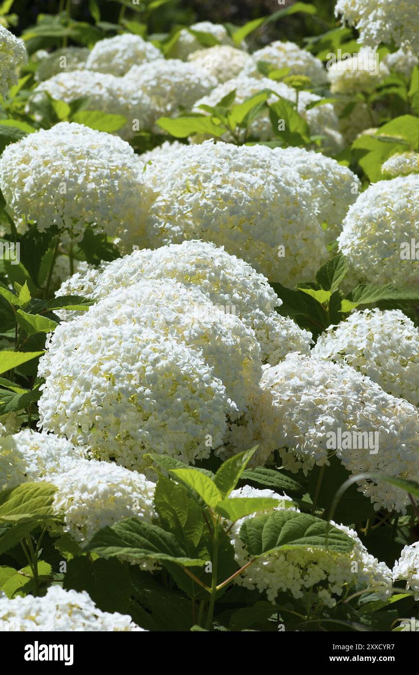 Flower impressions, Ball hydrangea Annabelle, (Hydrangea arborescens ...