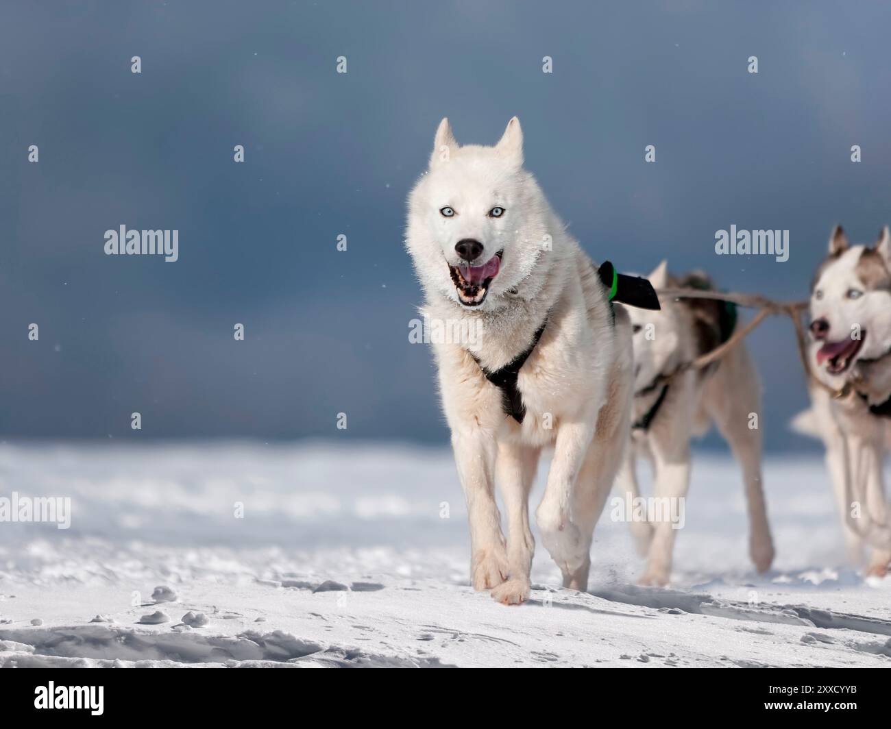 Empty sled on white hi-res stock photography and images - Alamy