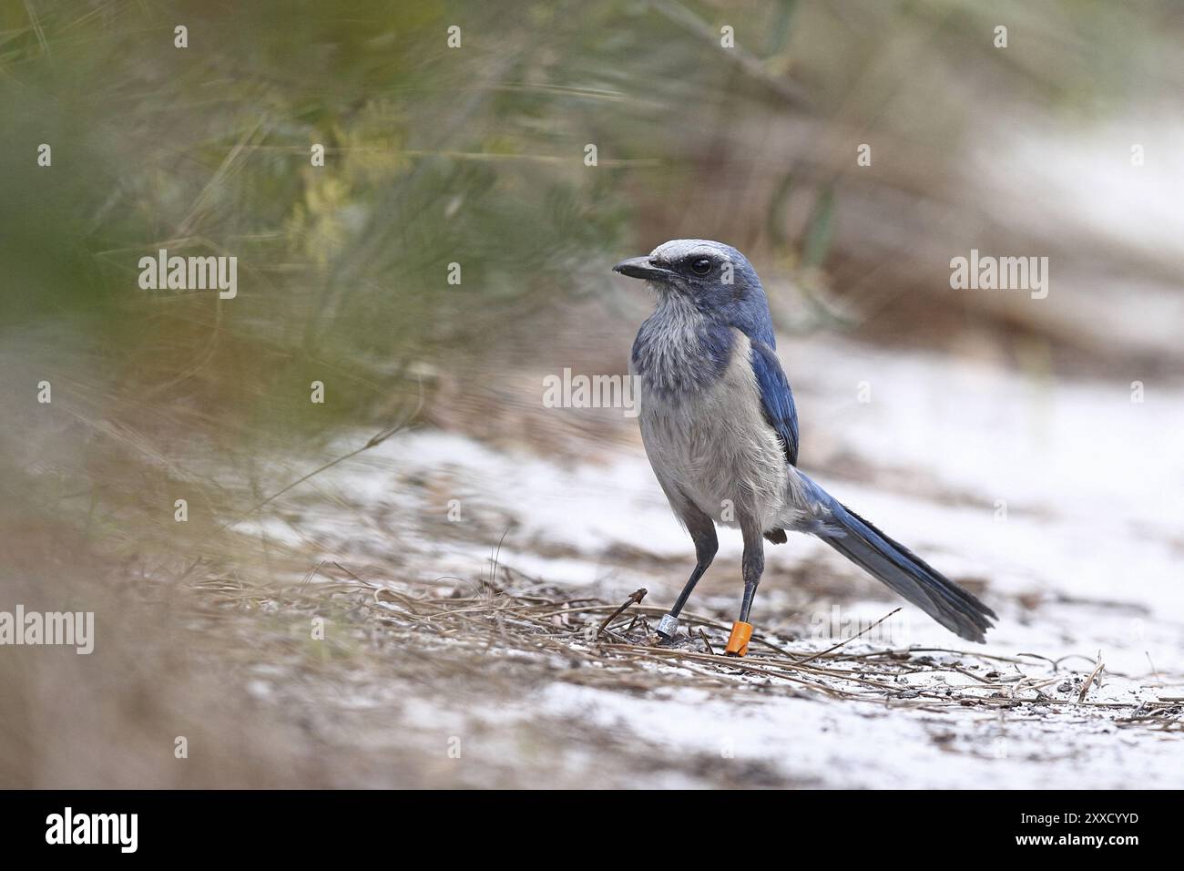 Florida Scrub Jay Stock Photo - Alamy