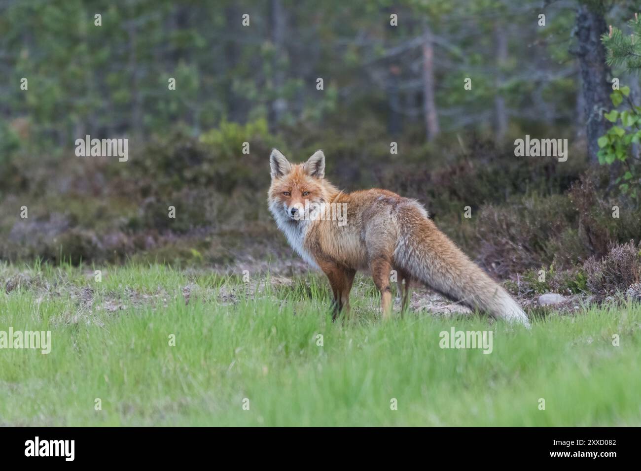 Red fox (Vulpes vulpes), direct view, Lapland, Sweden, Europe Stock ...