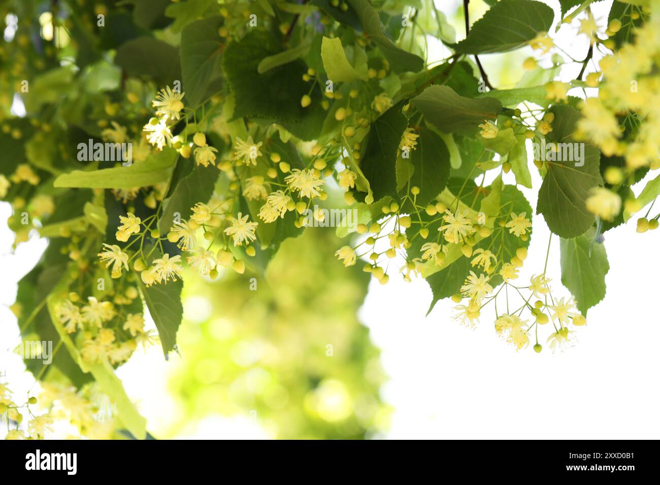Beautiful linden tree with blossoms and green leaves outdoors Stock ...