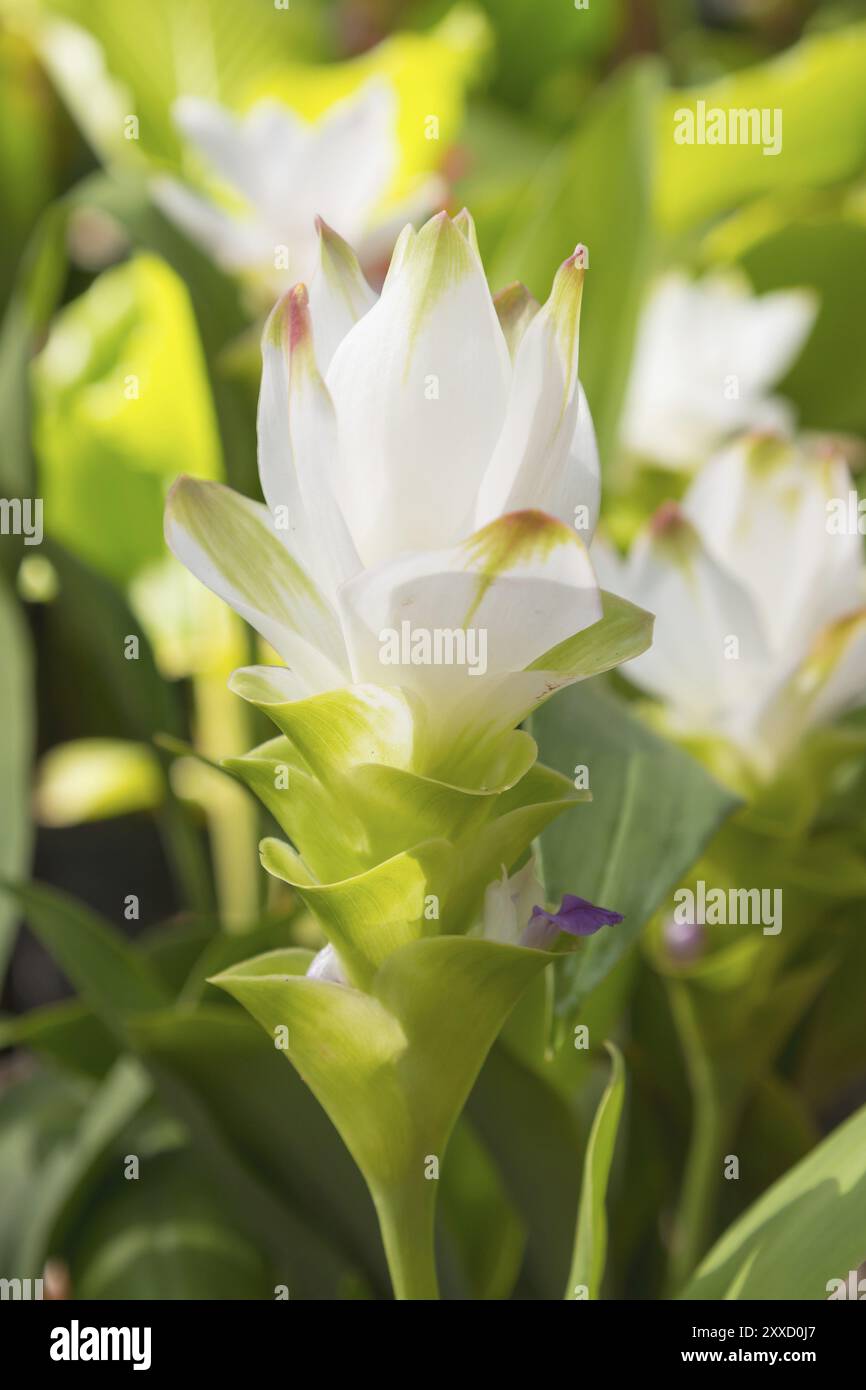 Siam tulip of thai land Stock Photo - Alamy