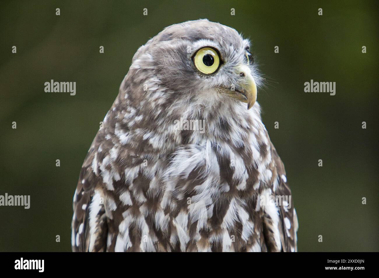 A Barking Owl looks at it's surroundings in Victoria, Australia ...