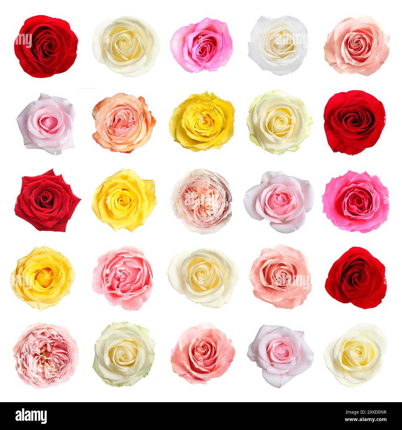 Many beautiful roses isolated on white, set Stock Photo - Alamy