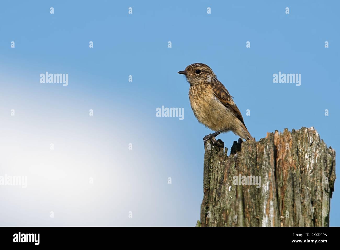 Young stonechat hi-res stock photography and images - Alamy