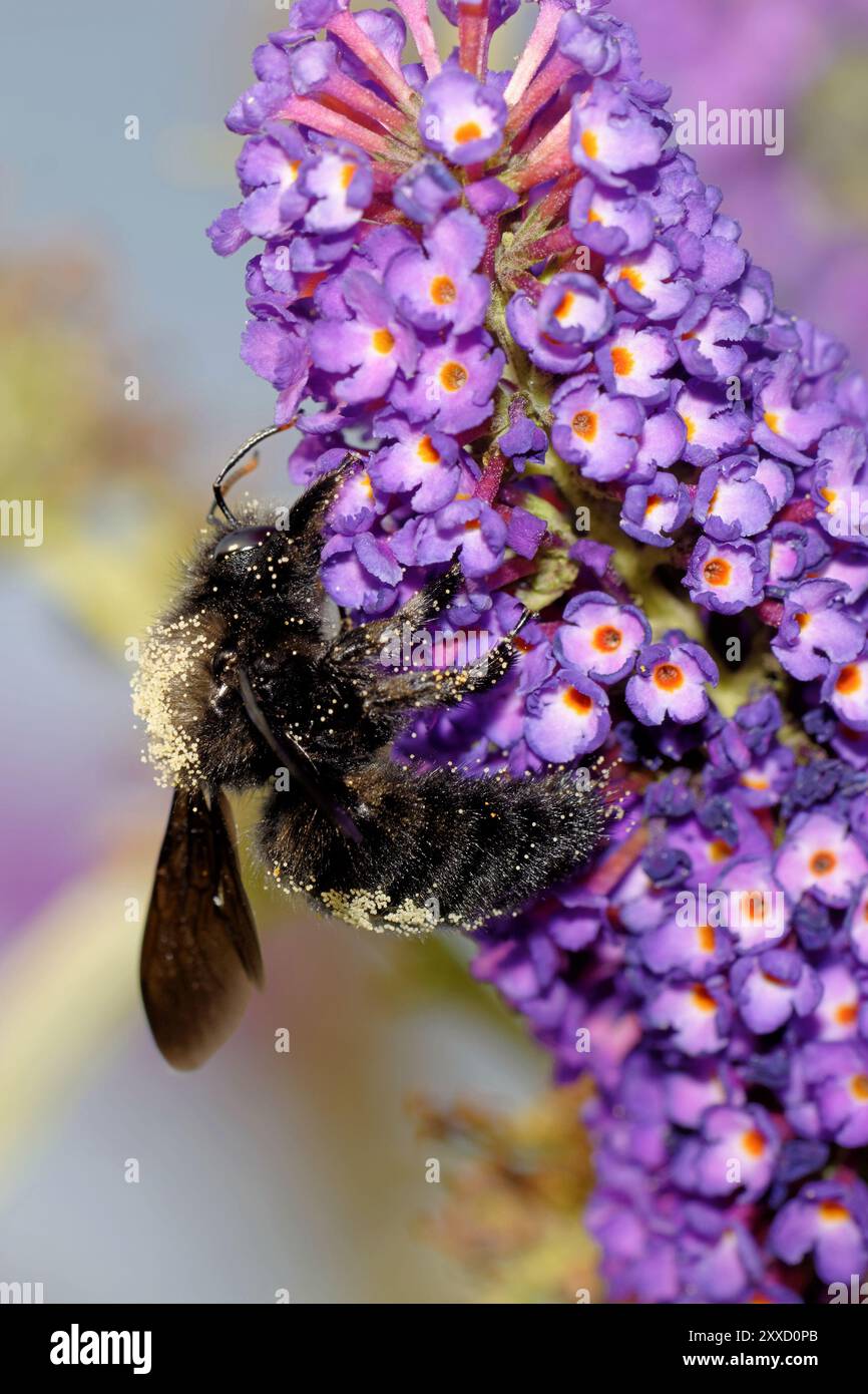 Large wood bee on the butterfly bush Stock Photo - Alamy