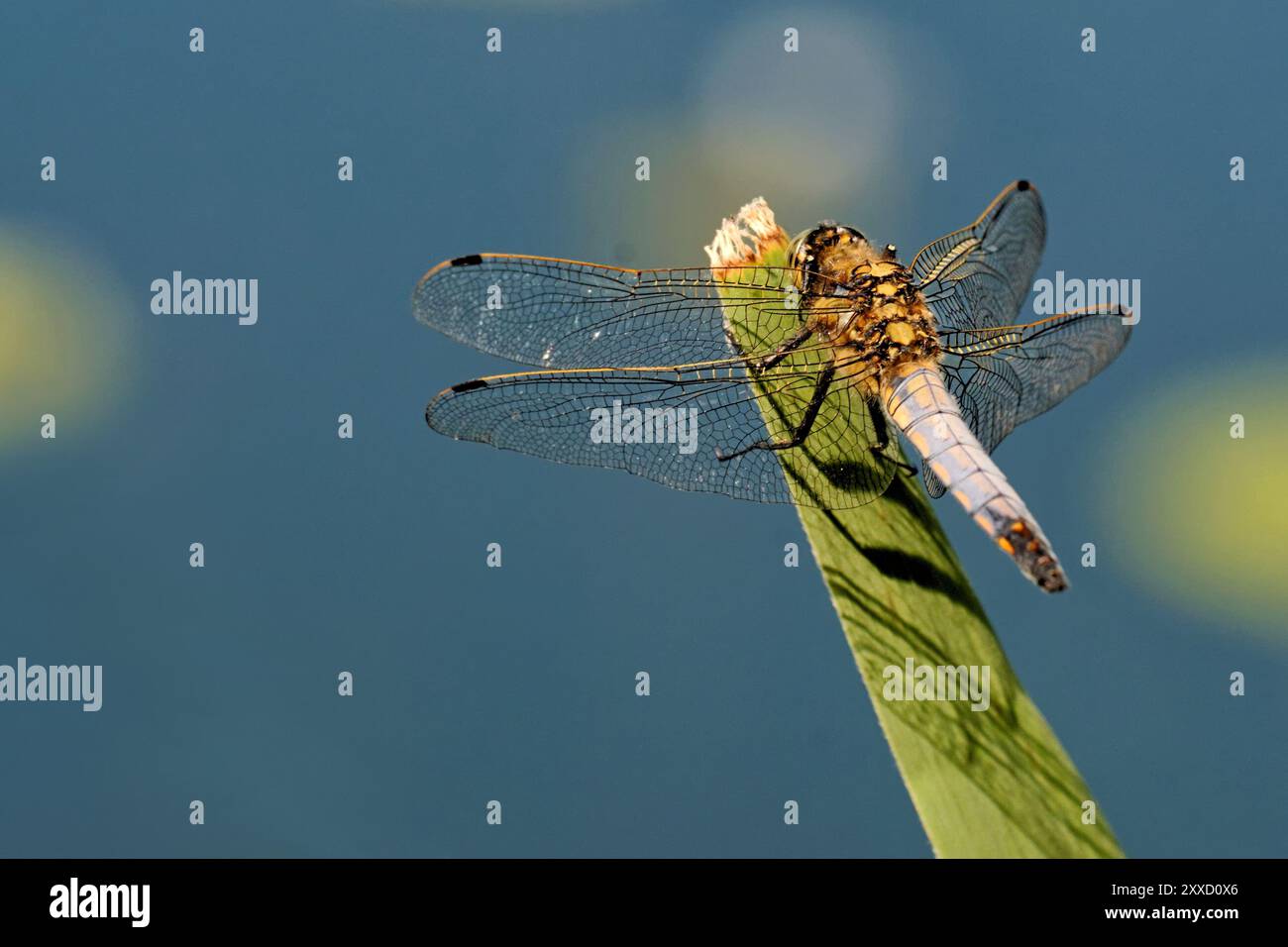 Flat-bellied dragonfly at a pond Stock Photo - Alamy