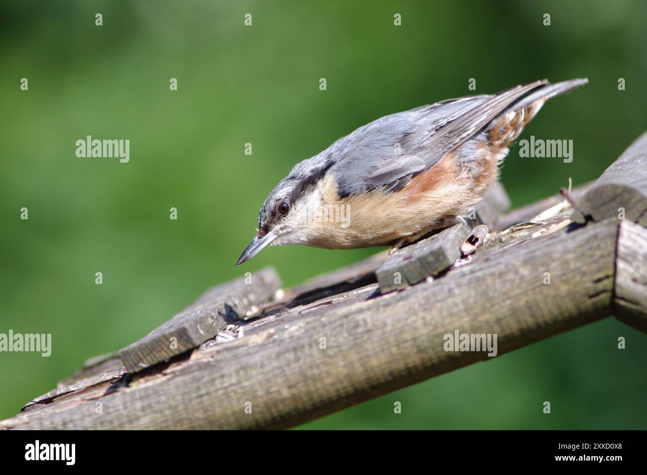 Nuthatch box hi-res stock photography and images - Alamy