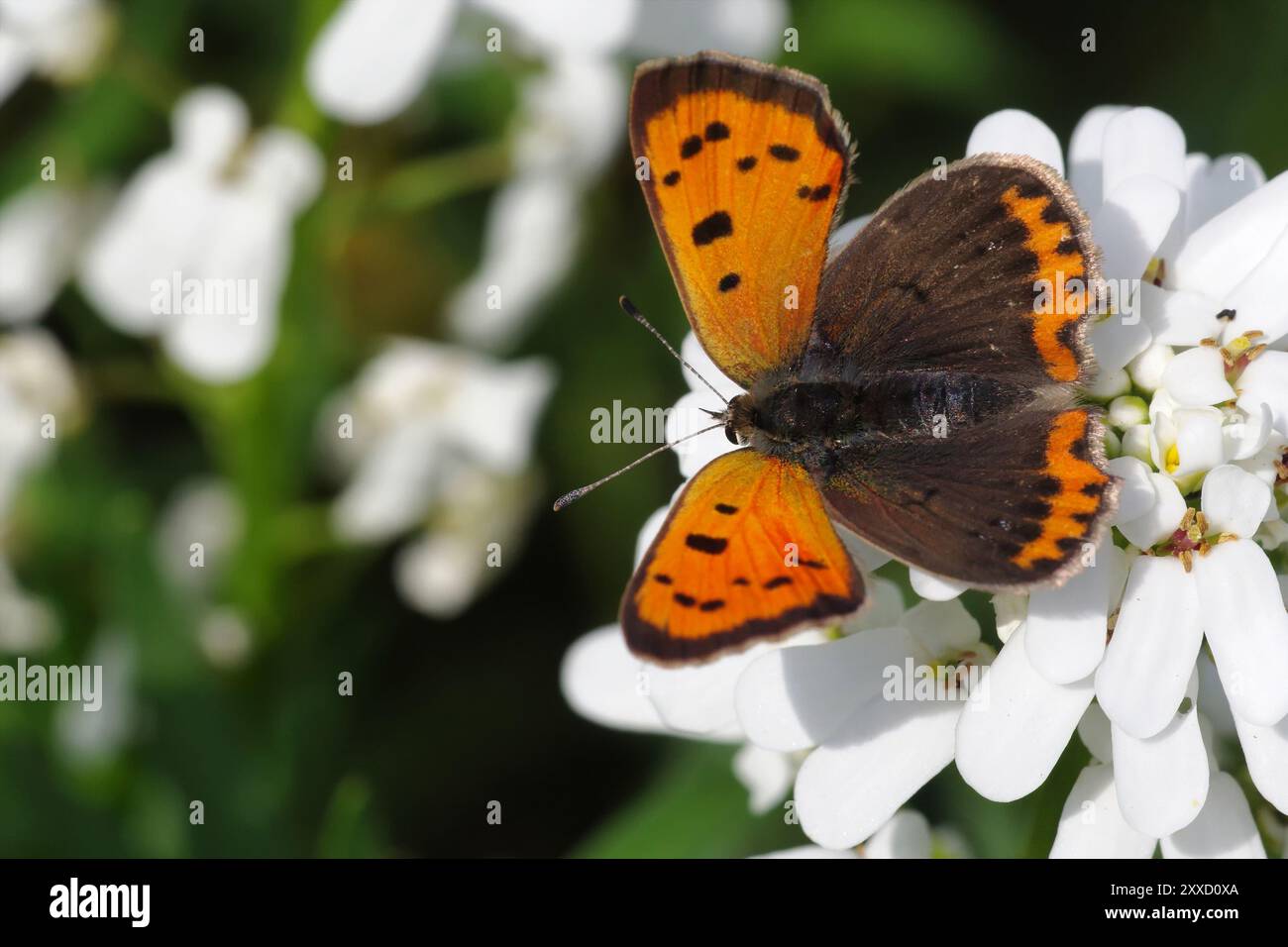 Small depictions hi-res stock photography and images - Alamy