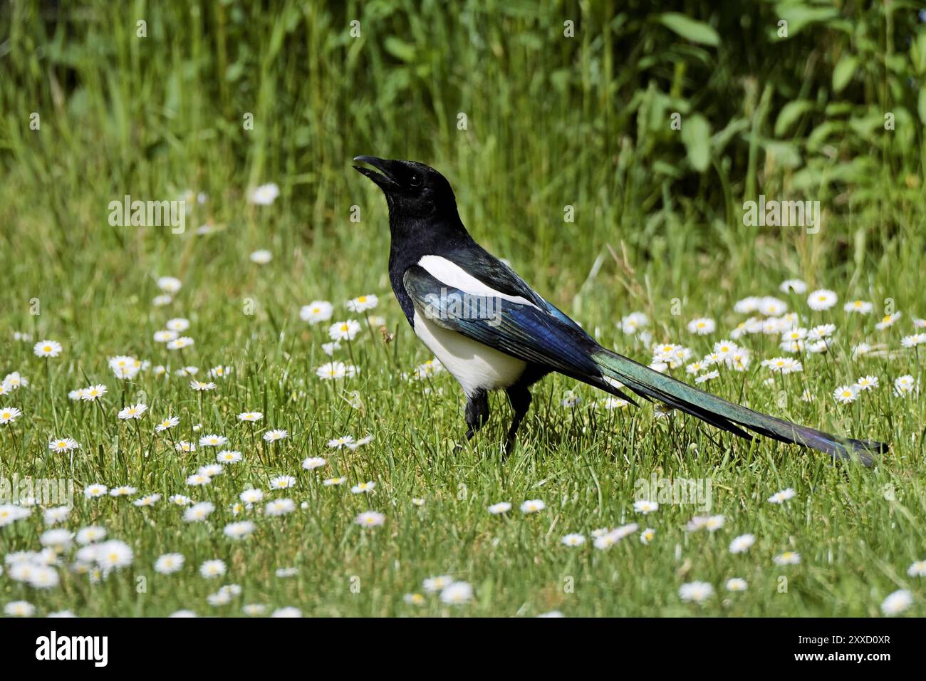 Magpie in the meadow Stock Photo - Alamy