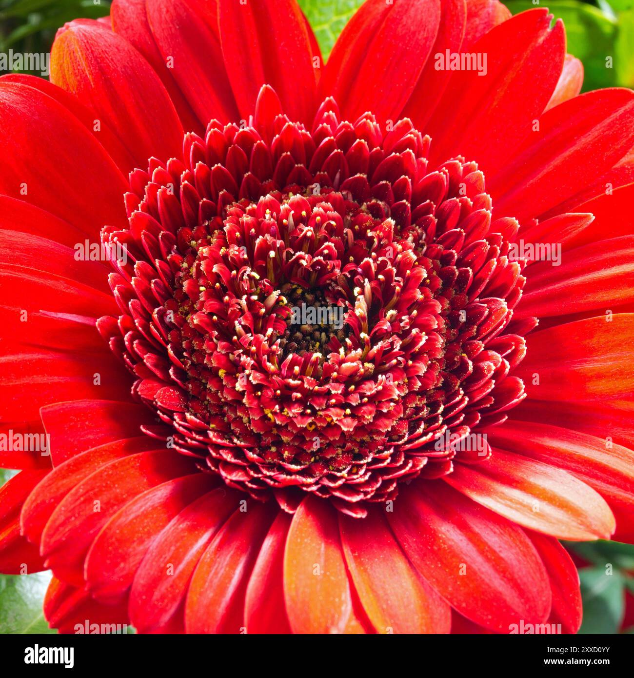 Partial view of a gerbera flower hi-res stock photography and images ...