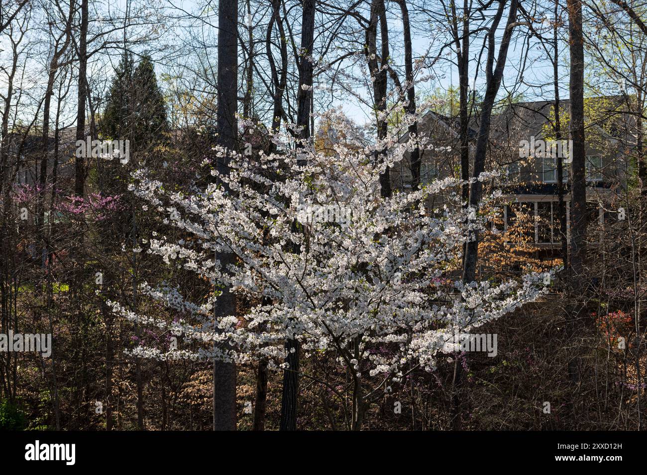 Spring in a suburb backyard with a lawn, privacy woods hiding mansions ...