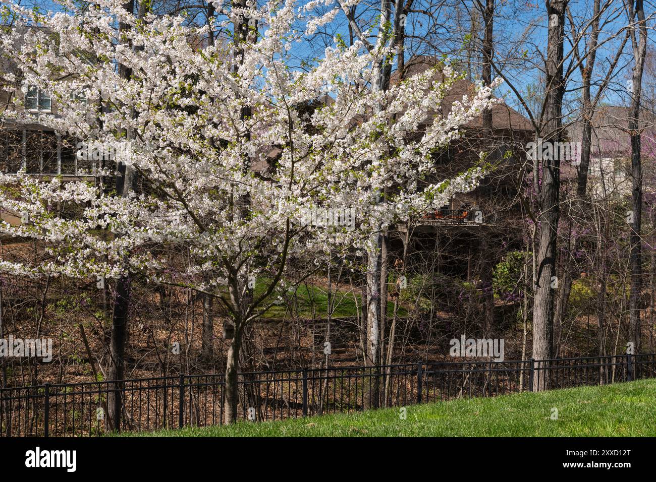 Spring in a suburb backyard with a lawn, privacy woods hiding mansions ...