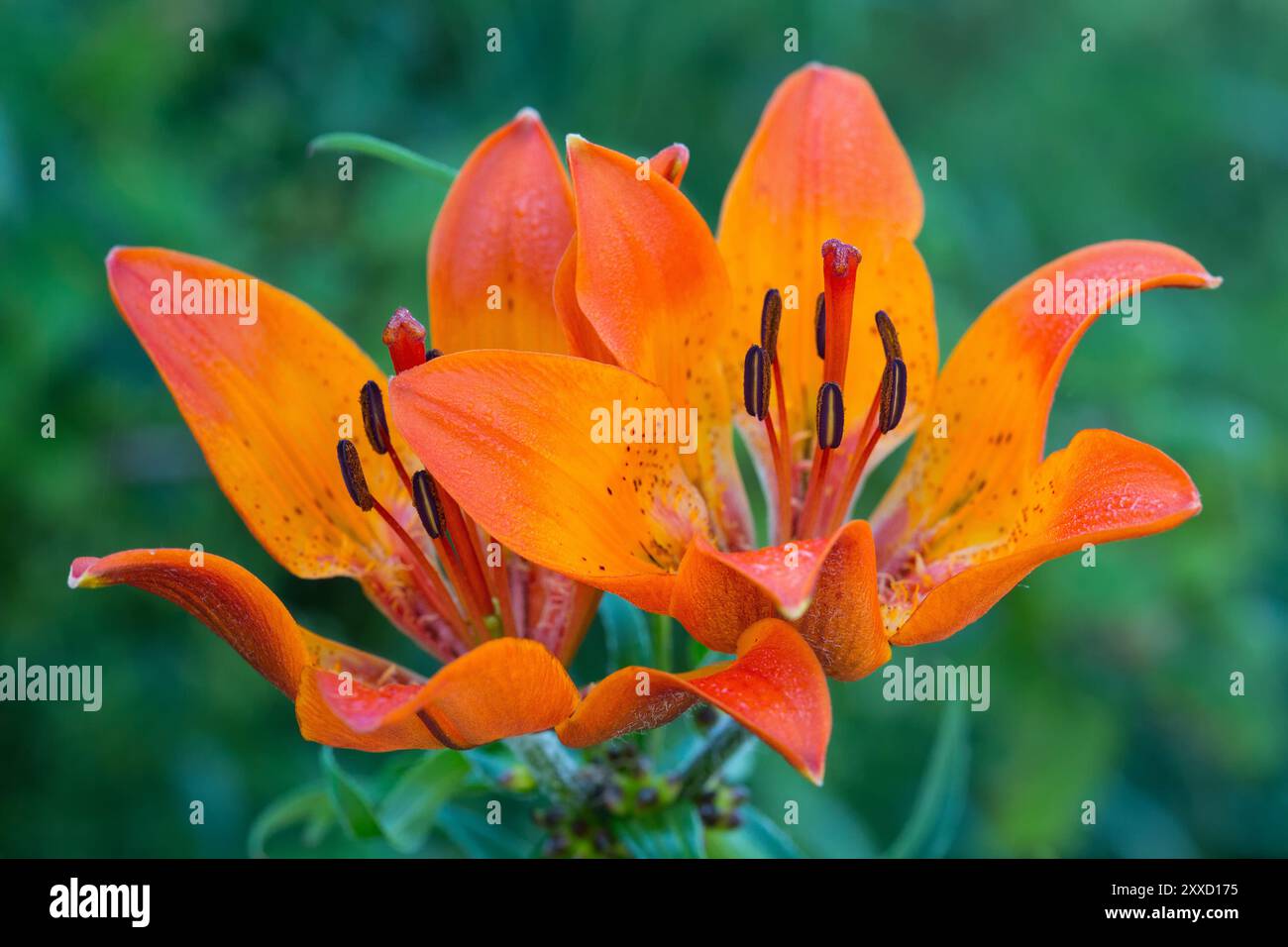 Orange Lily or Fire Lily (Lilium bulbiferum Stock Photo - Alamy