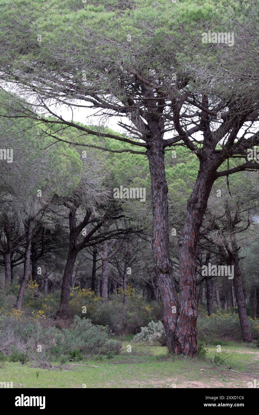 Pine trees in the Parque Natural de la Brena, Spain Pine trees in the ...