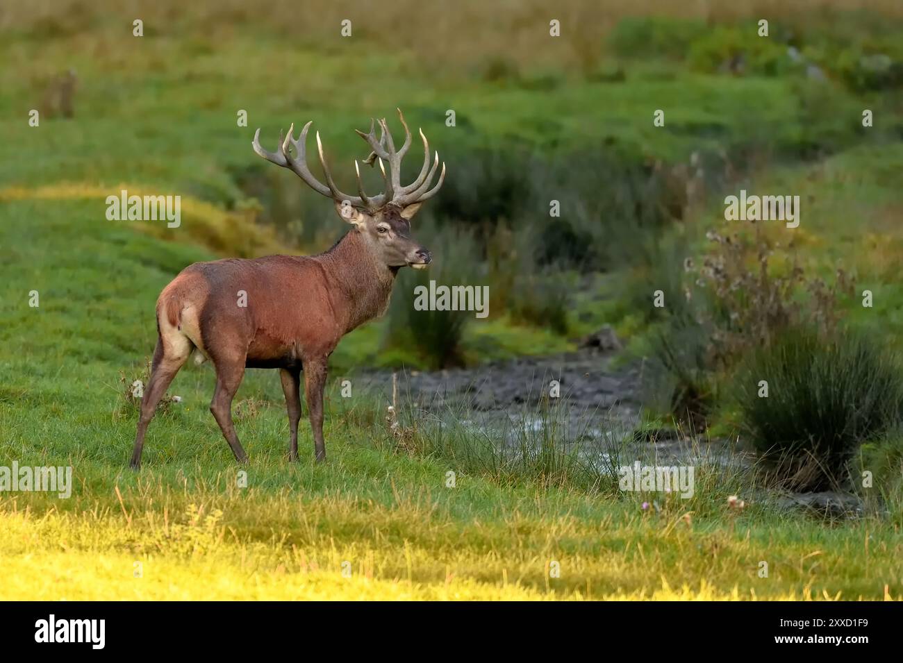 Red mud bath hi-res stock photography and images - Alamy