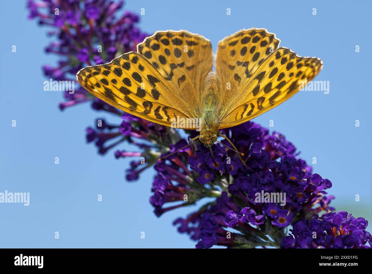 Emperor Cloak on the Butterfly Bush Stock Photo - Alamy