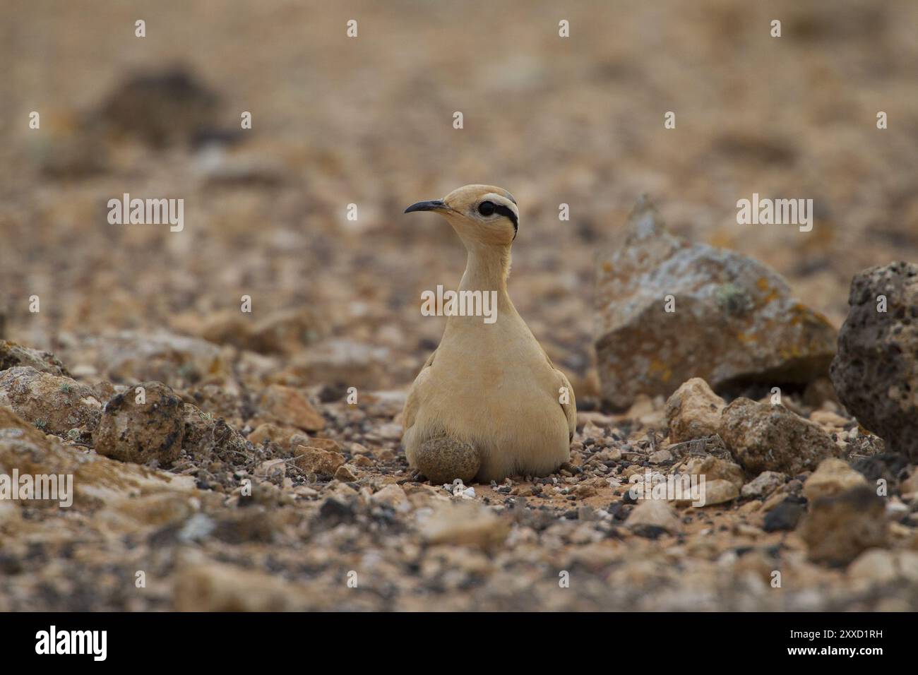 Racing bird (Cursorius cursor) breeding on the ground of a semi-desert ...
