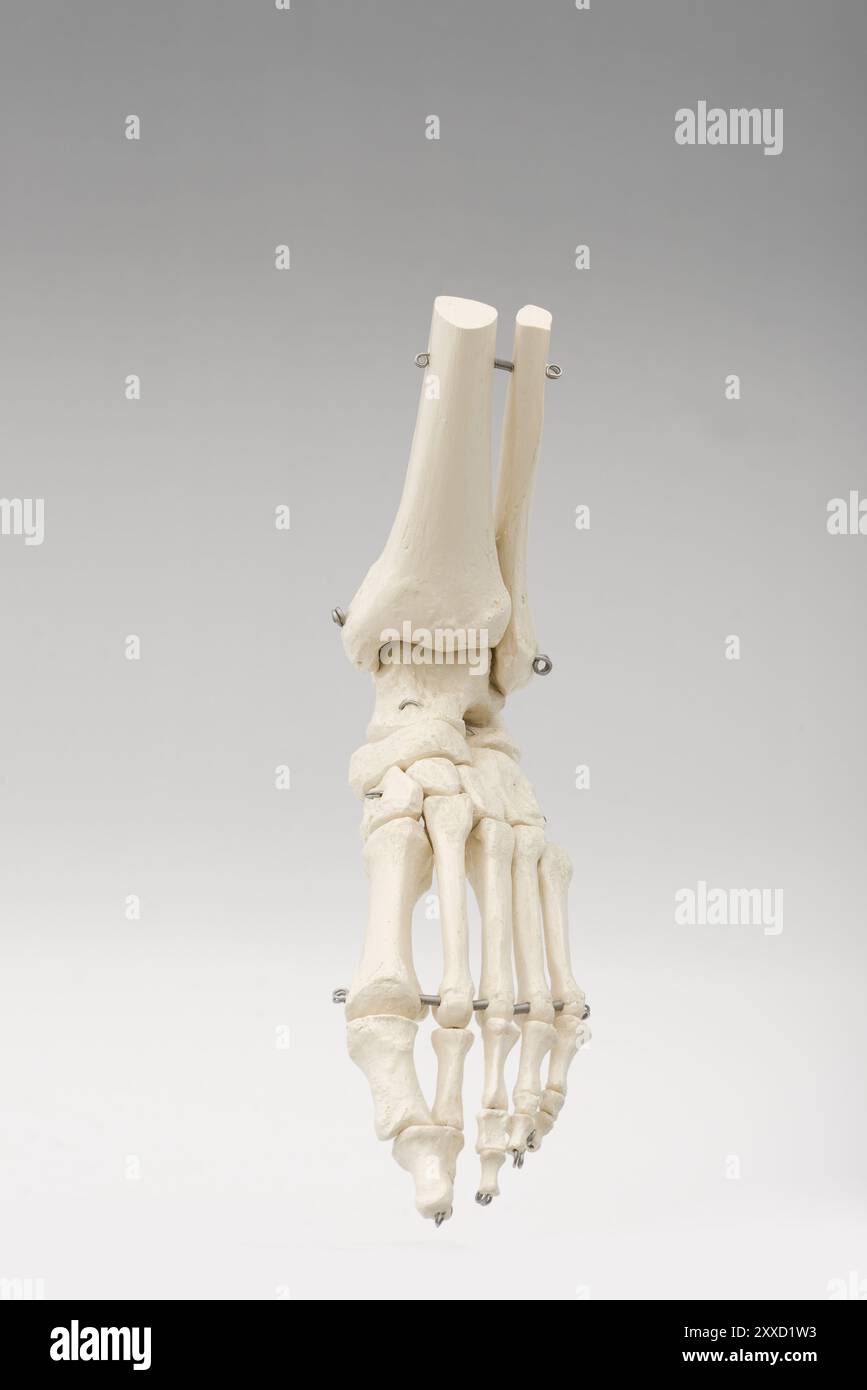 Miniature foot hi-res stock photography and images - Alamy