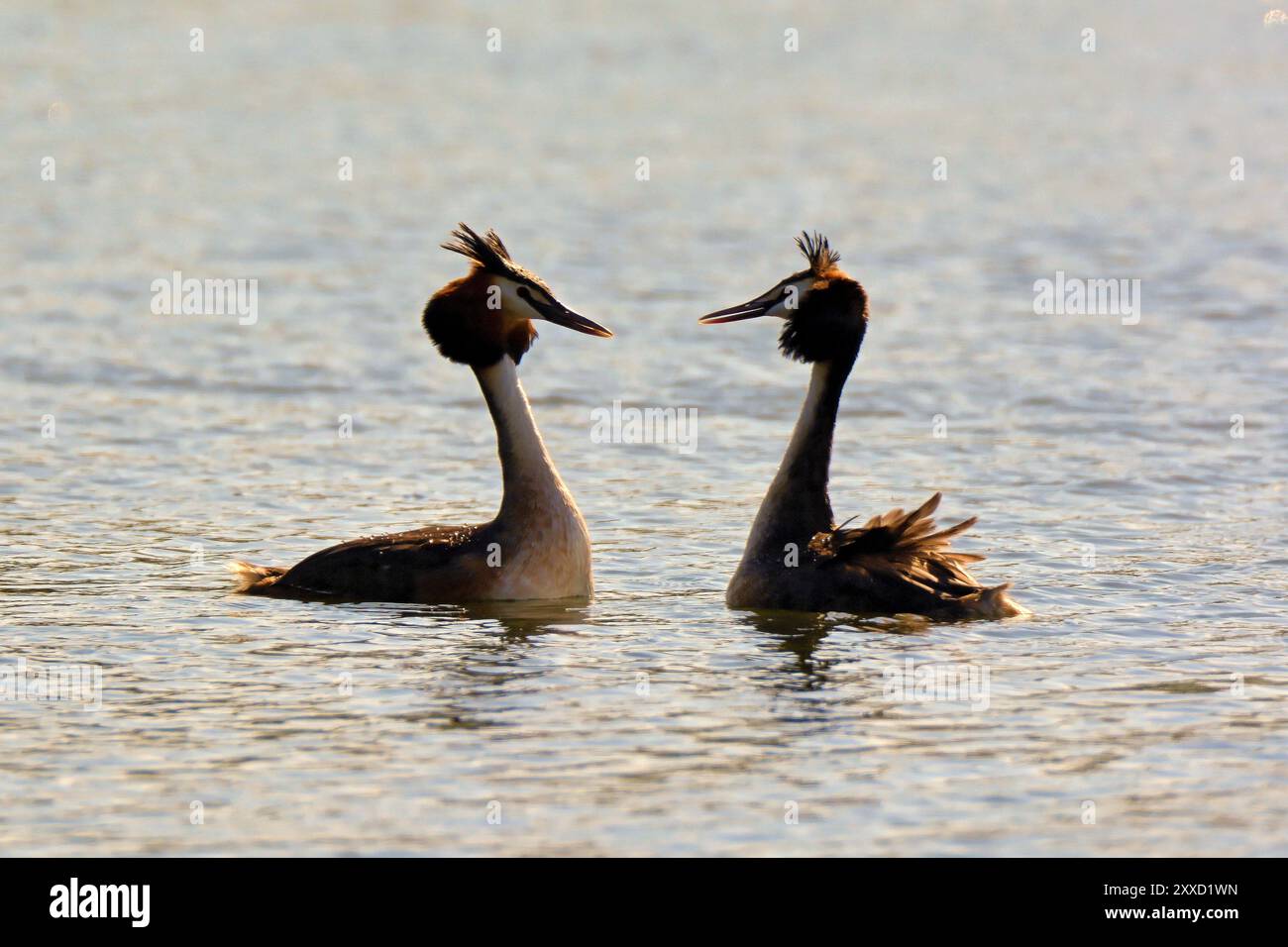 Great crested grebe mating Stock Photo - Alamy