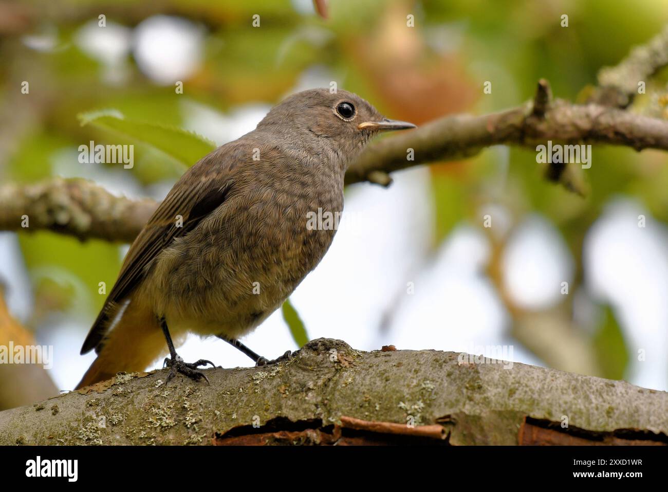 Juvenile redstart hi-res stock photography and images - Alamy