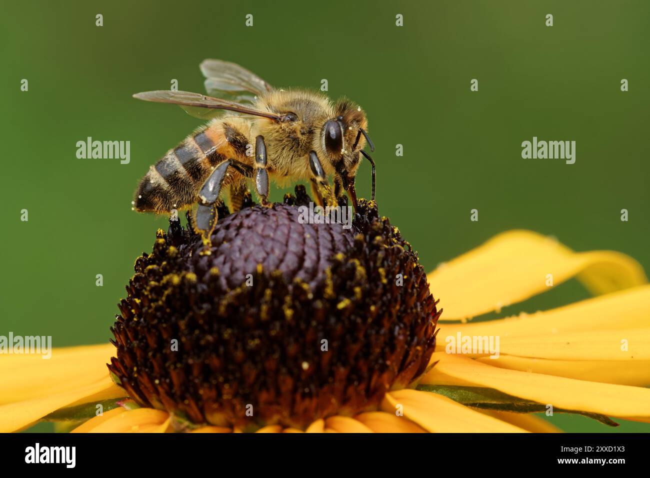 Detailed coneflower hi-res stock photography and images - Alamy