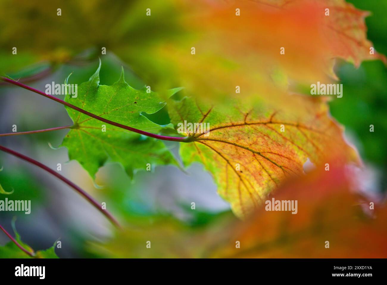 Autumn picture with discoloured maple leaves Stock Photo - Alamy