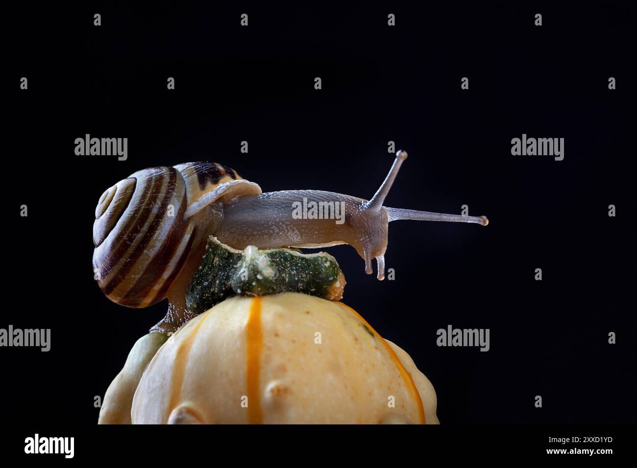 Autumn picture with snails on ornamental Stock Photo - Alamy
