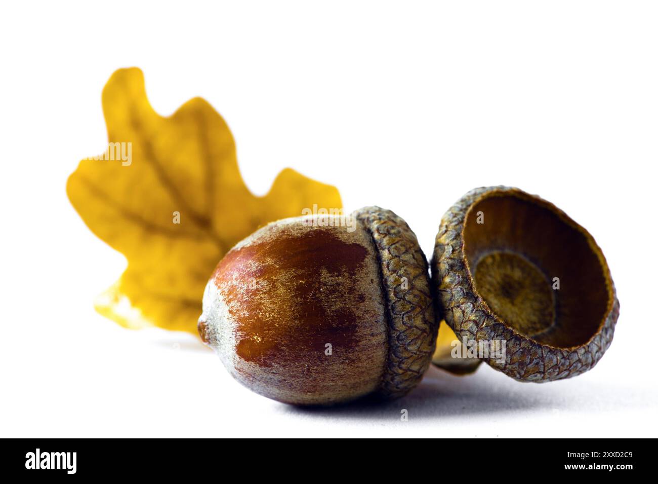 Tree with hoar frost Cut Out Stock Images & Pictures - Alamy