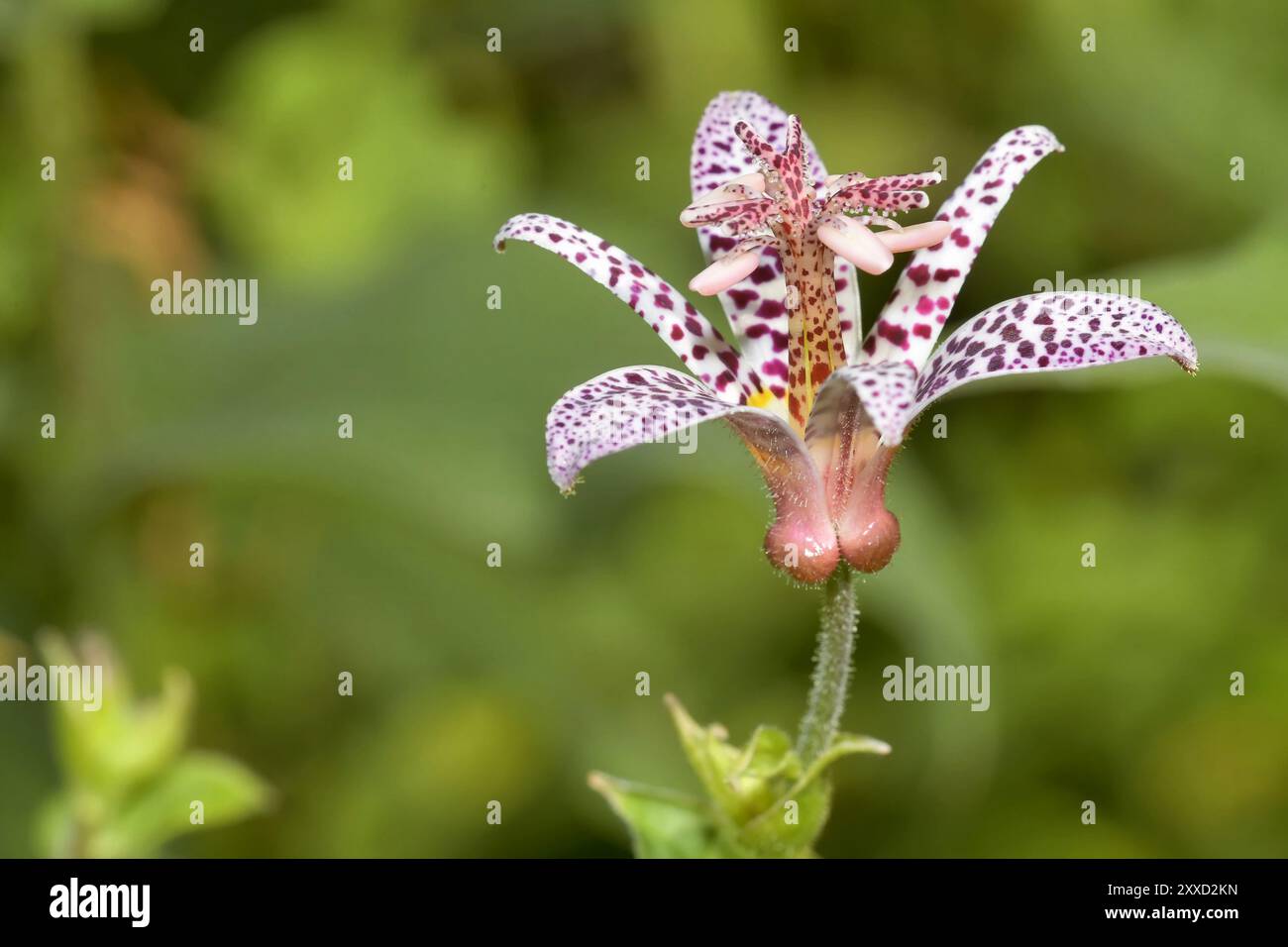 Lily in yard hi-res stock photography and images - Alamy