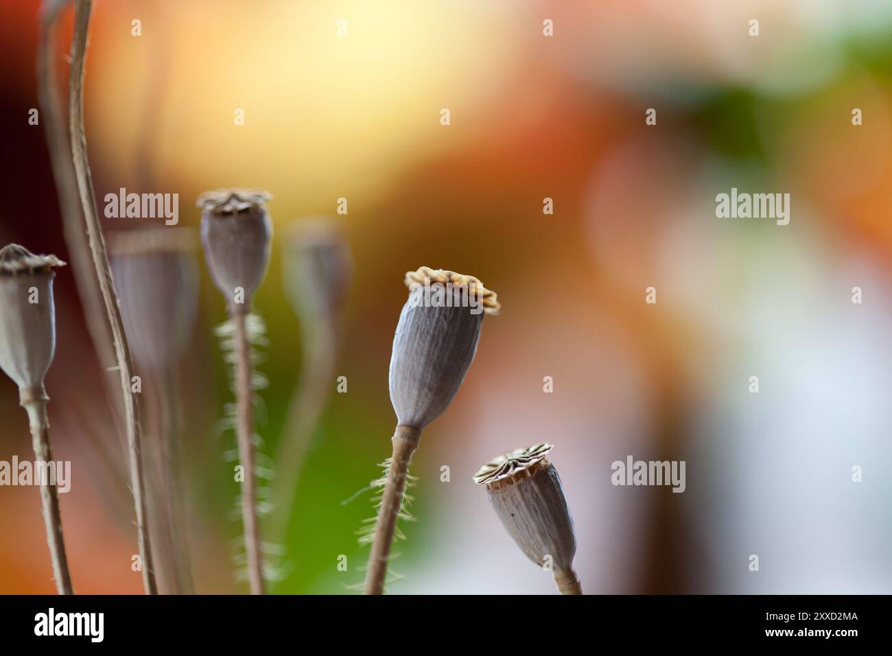 Autumn picture with dried poppy pods Stock Photo - Alamy