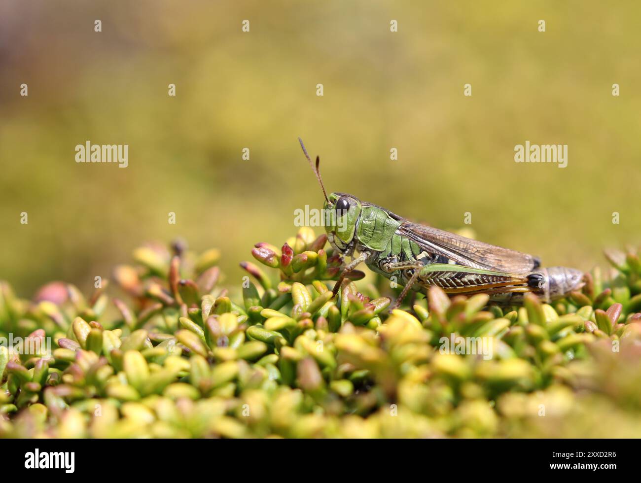 Locusts flying hi-res stock photography and images - Alamy