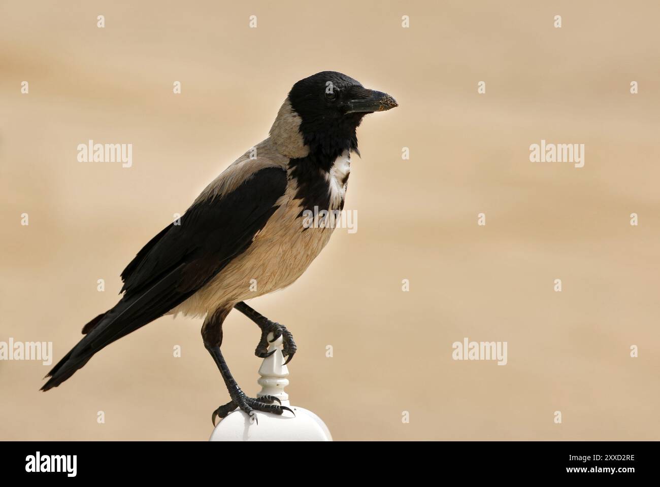 Danish crow hi-res stock photography and images - Alamy