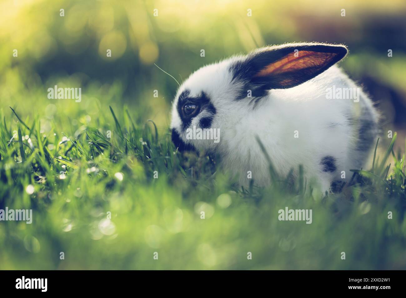 Cute little bunny is sitting in the green grass, spring time, warm ...
