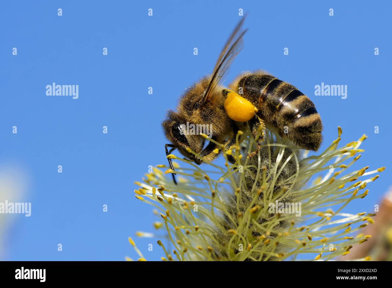 Bee pollinates willow Stock Photo - Alamy
