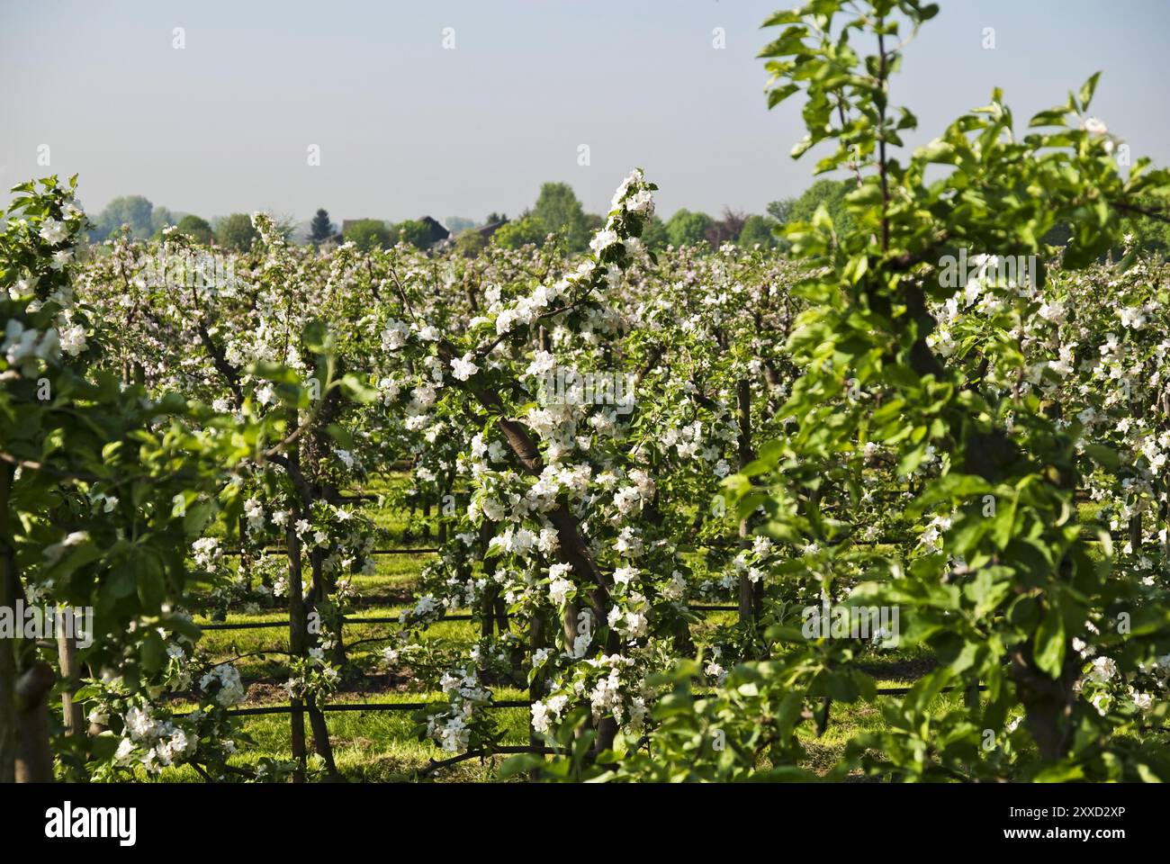 Apple orchard in bloom Stock Photo - Alamy
