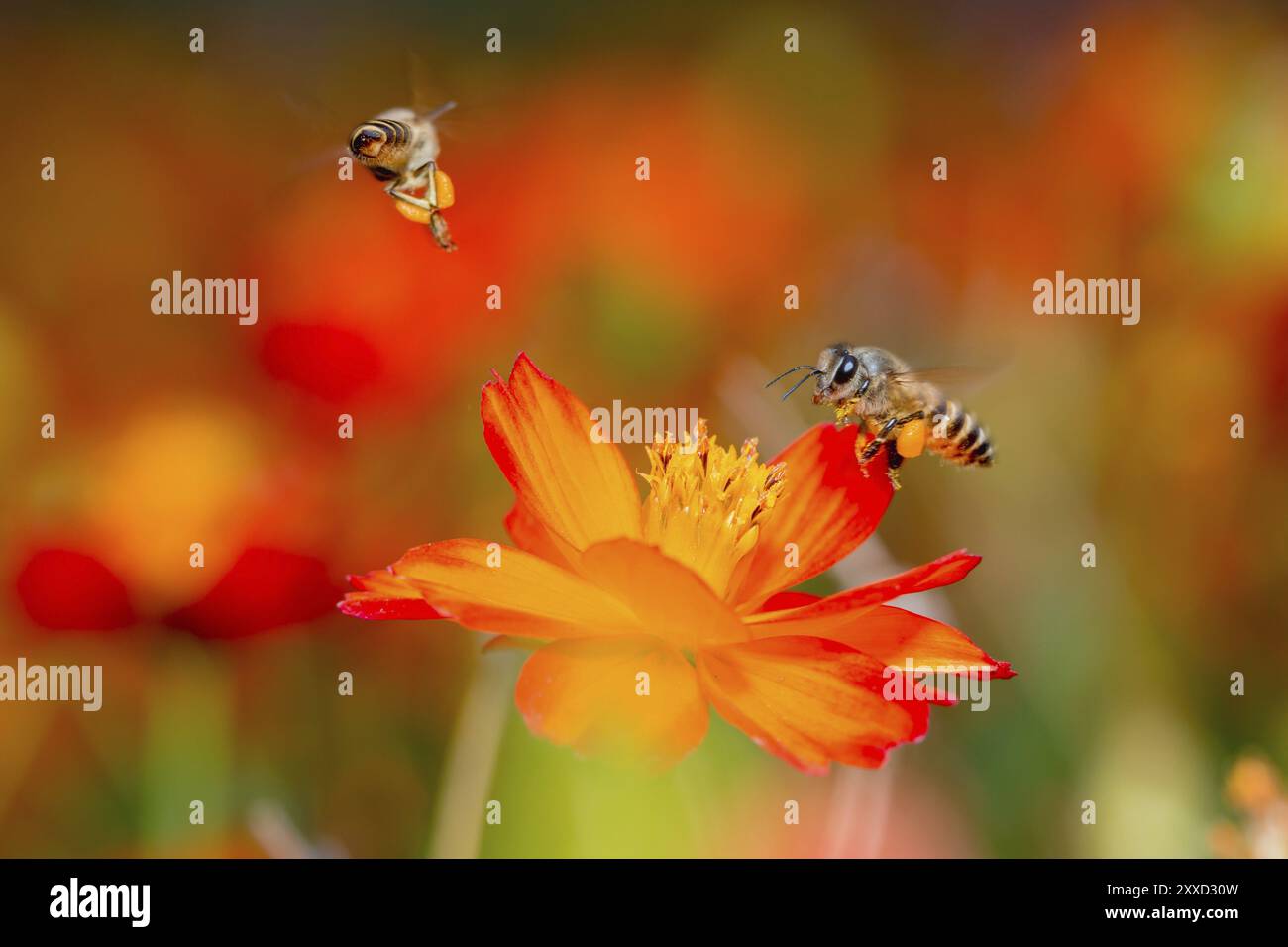 Fullcolor hi-res stock photography and images - Alamy